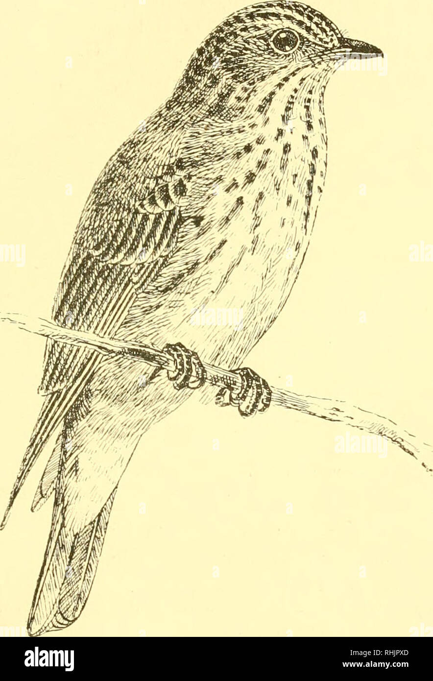 . Birds: the elements of ornithology ; with 174 illustrations whereof ...