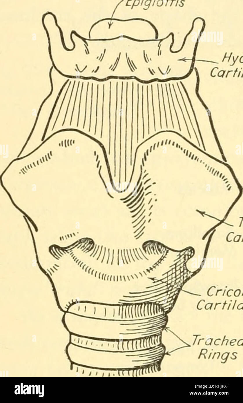 . Biology of the vertebrates : a comparative study of man and his ...
