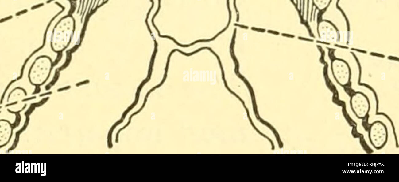 . Biology of the vertebrates : a comparative study of man and his ...