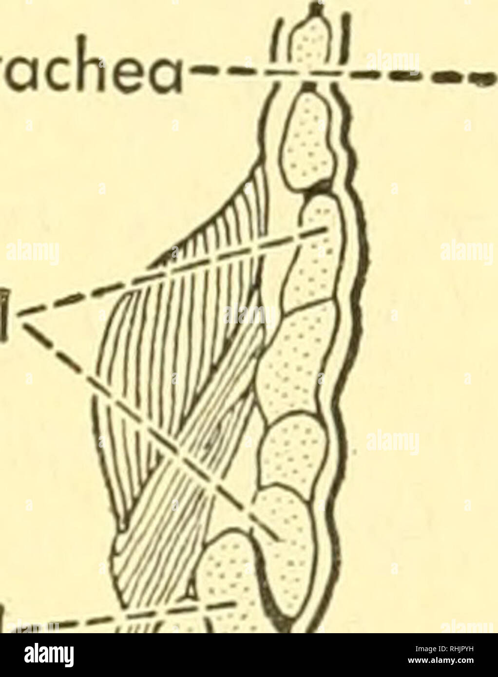 . Biology of the vertebrates : a comparative study of man and his ...