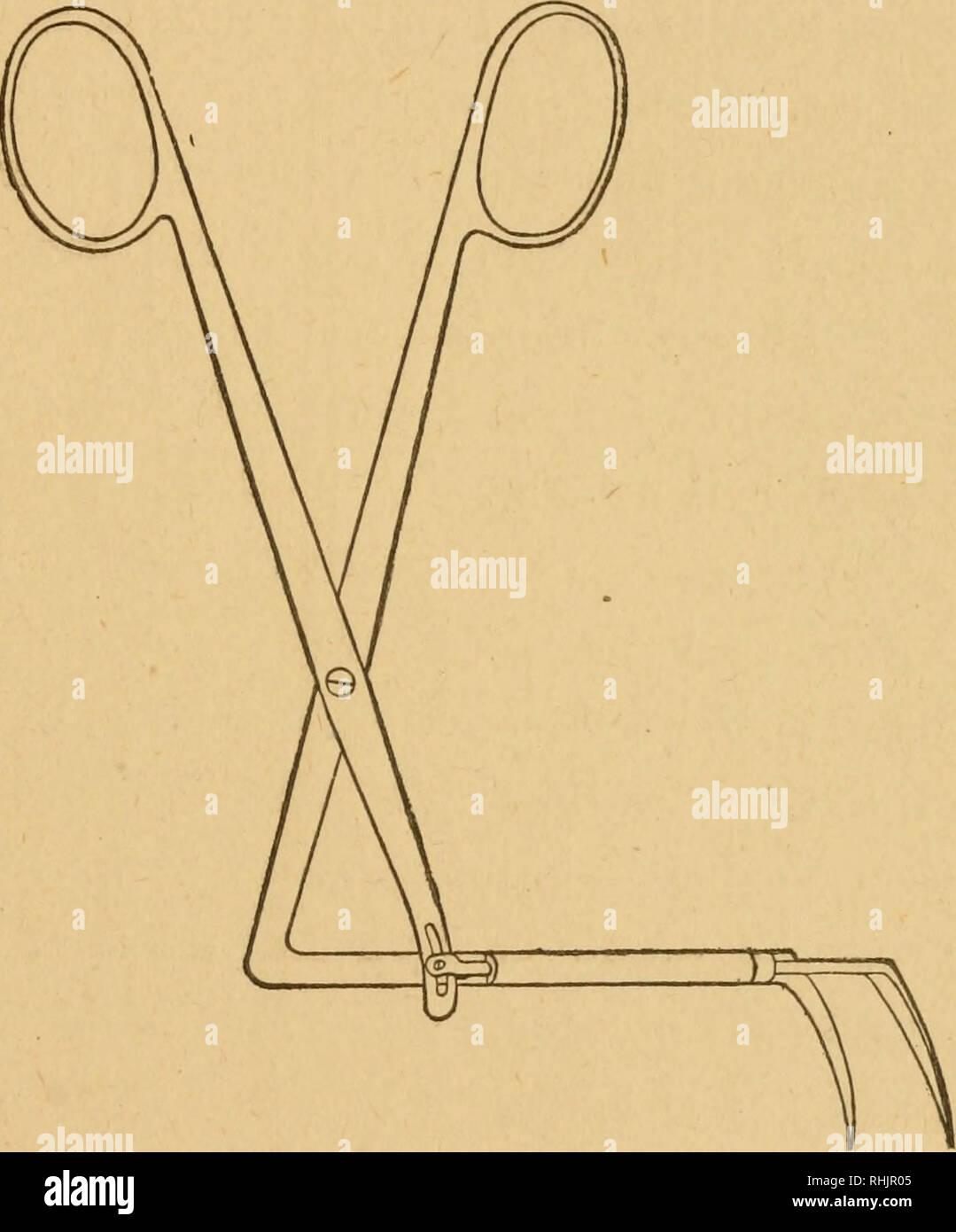 . Birds'-nesting : a handbook of instruction in gathering and ...