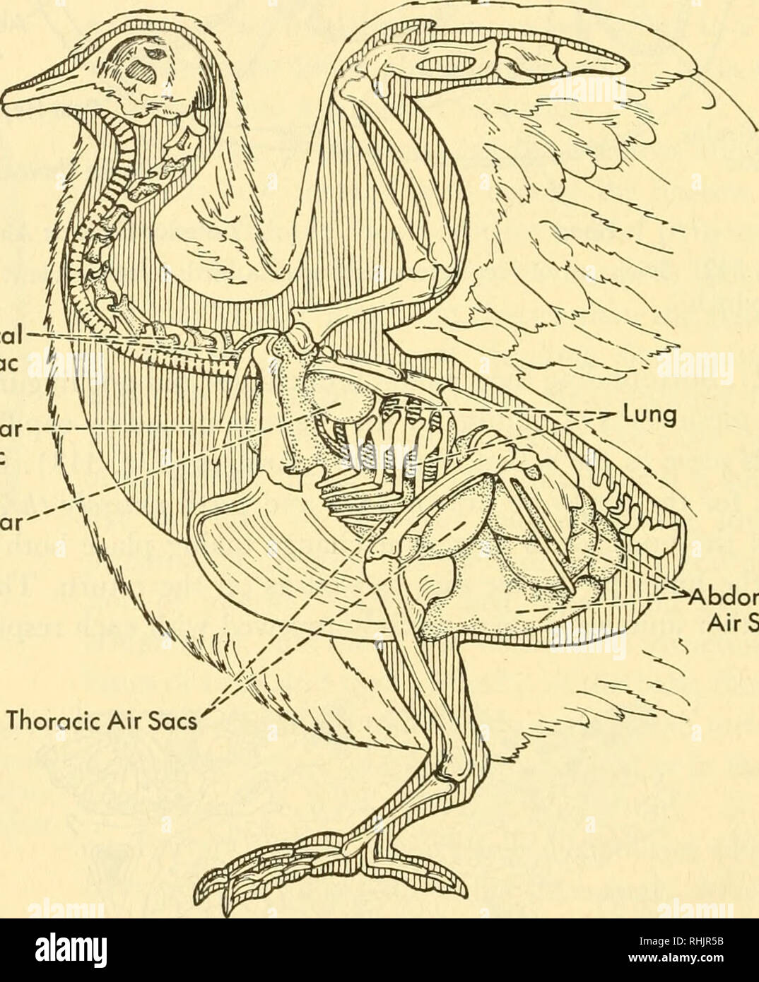 . Biology of the vertebrates : a comparative study of man and his ...