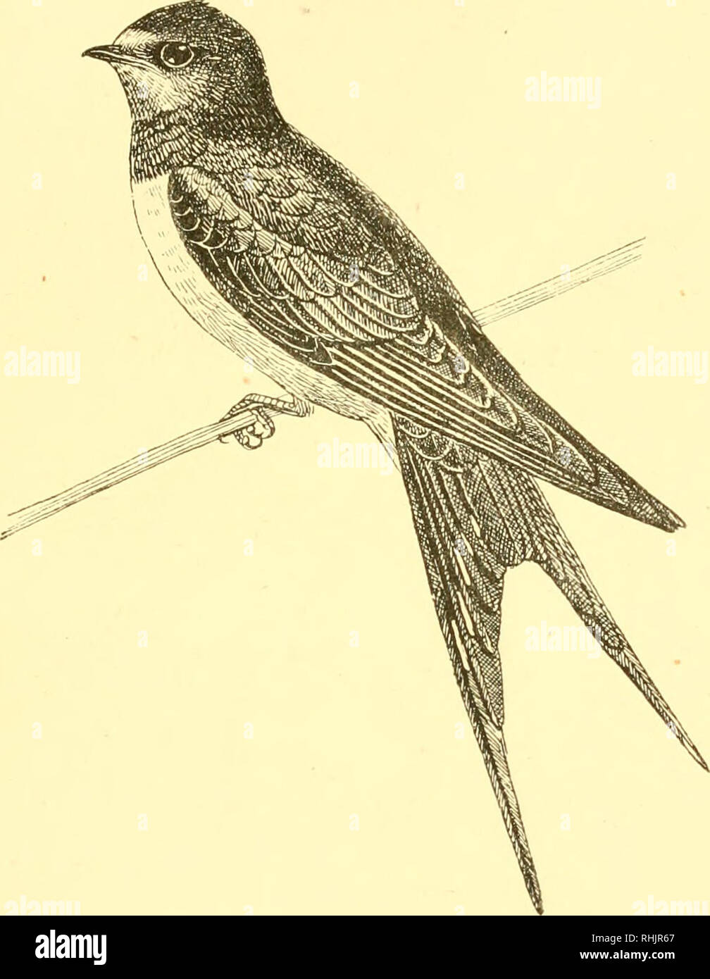 . Birds: the elements of ornithology ; with 174 illustrations whereof ...