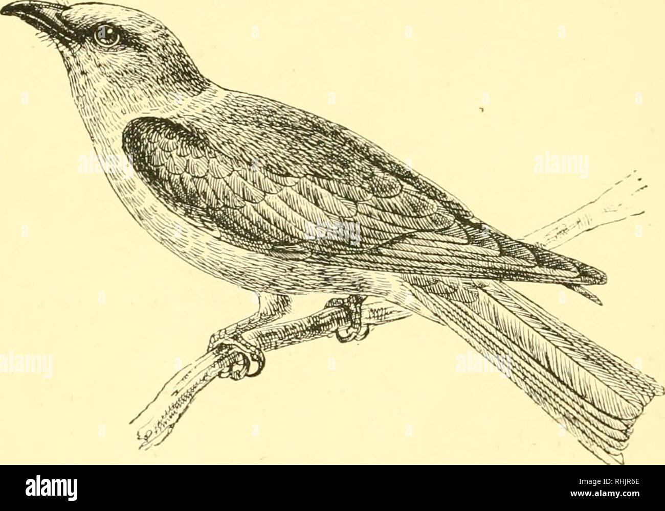 Resemble swallows hi-res stock photography and images - Alamy