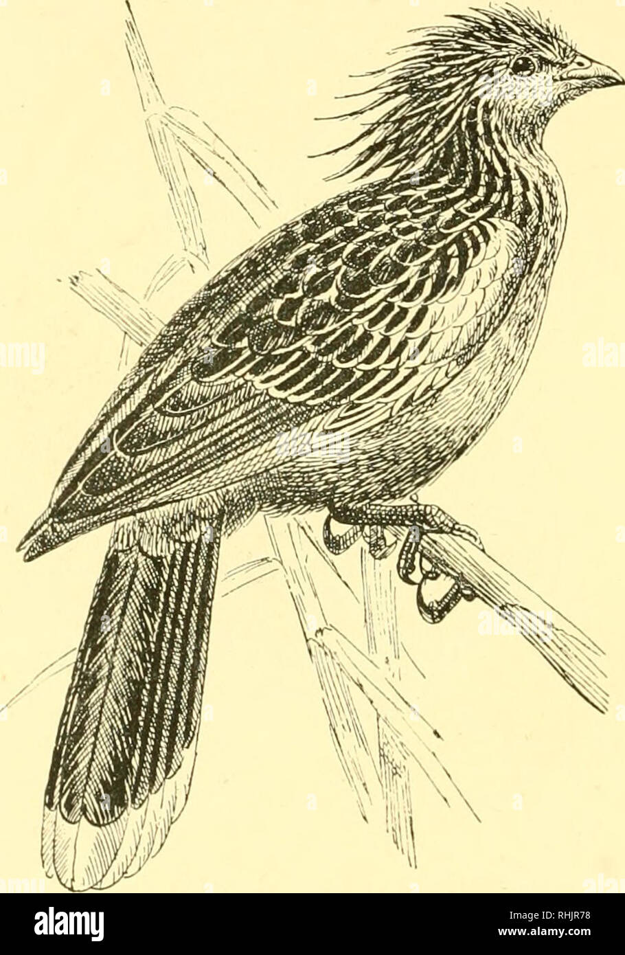. Birds: the elements of ornithology ; with 174 illustrations whereof ...
