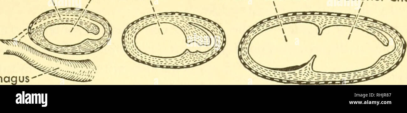 . Biology of the vertebrates : a comparative study of man and his ...