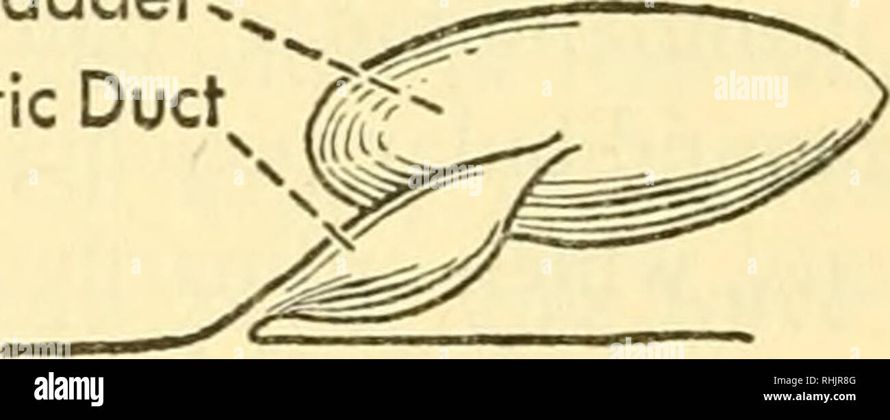 . Biology of the vertebrates : a comparative study of man and his ...