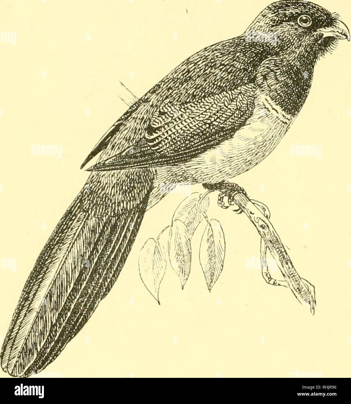 . Birds: the elements of ornithology ; with 174 illustrations whereof ...