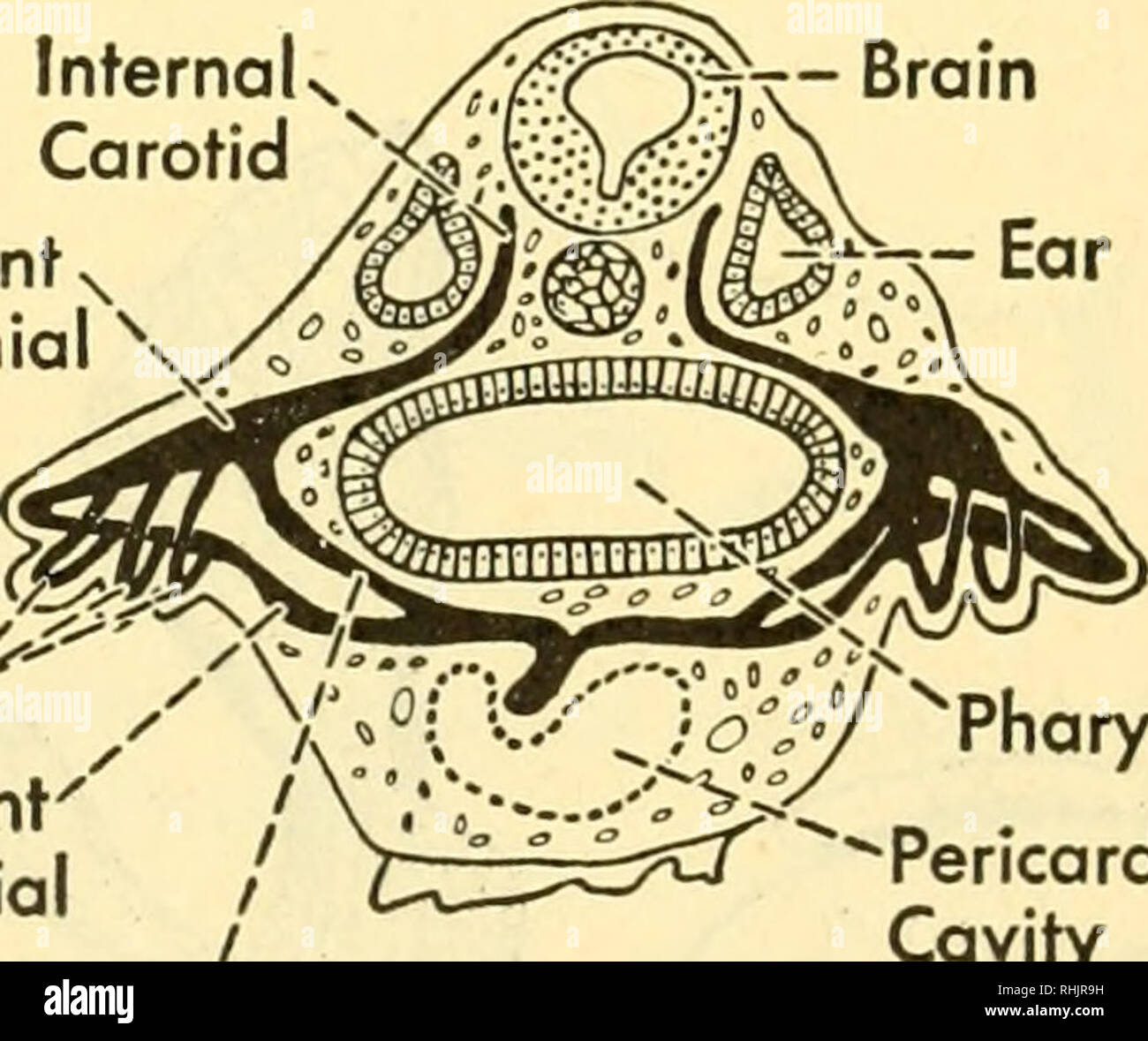 . Biology of the vertebrates : a comparative study of man and his ...