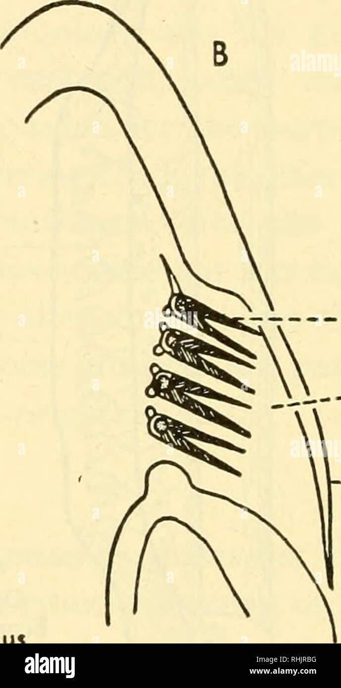 . Biology of the vertebrates : a comparative study of man and his ...