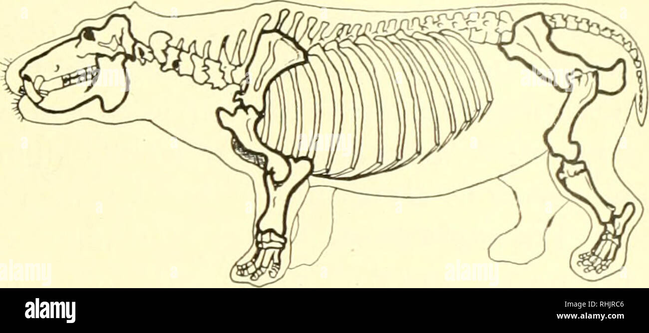 Hippopotamus Skeleton High Resolution Stock Photography and Images - Alamy