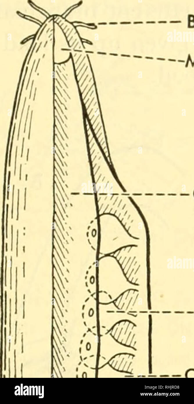 Gullet passage hi-res stock photography and images - Alamy