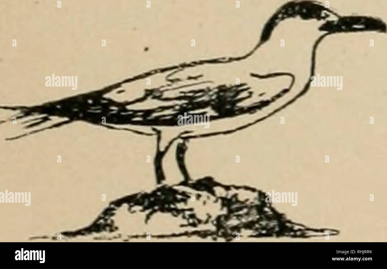 . The birds of eastern North America known to occur east of the ...