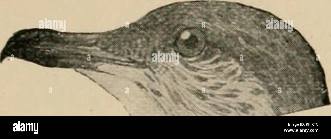 Swollen bill hi-res stock photography and images - Alamy