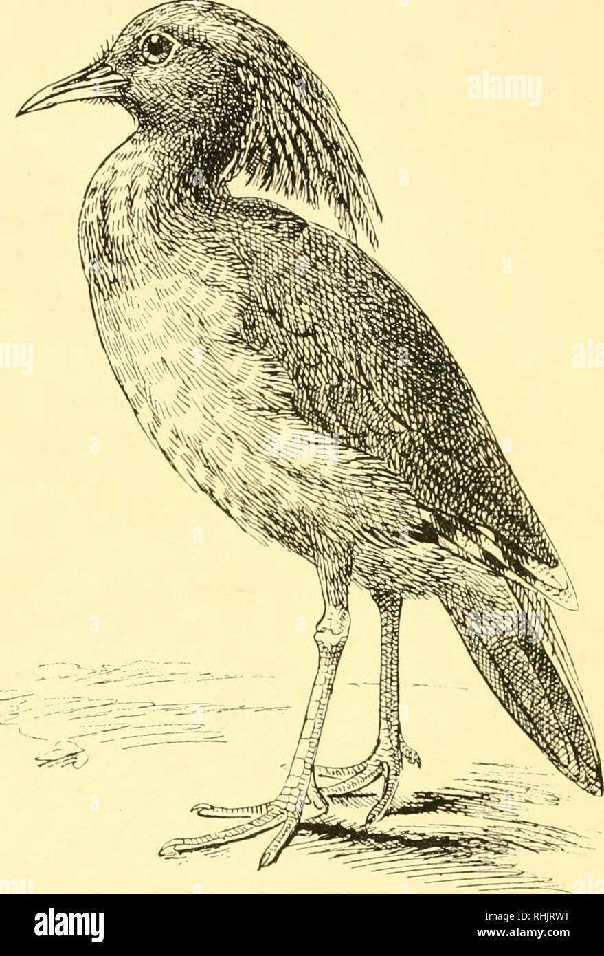 . Birds: the elements of ornithology ; with 174 illustrations whereof ...