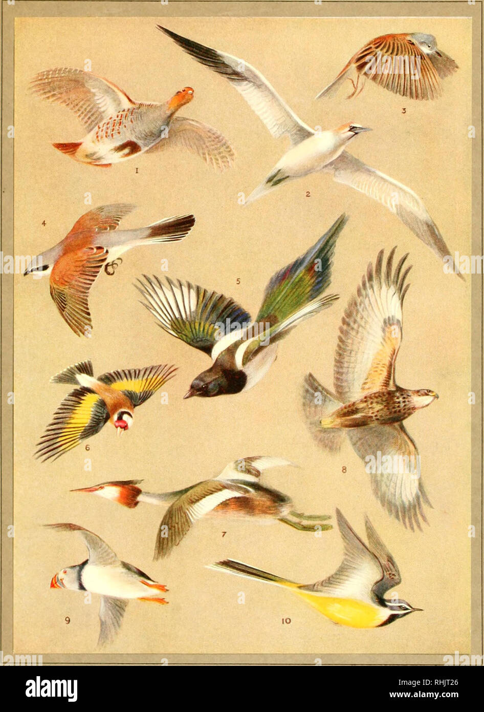 Grey Partridge Flight High Resolution Stock Photography and Images - Alamy
