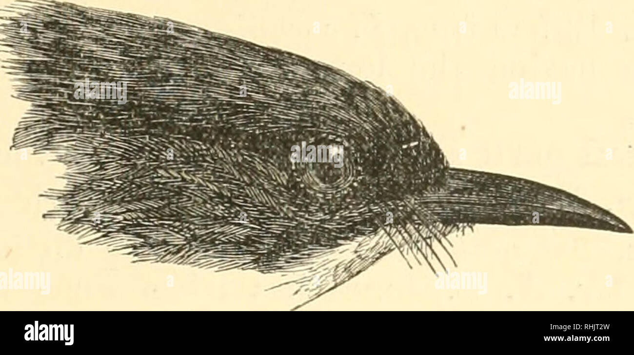 Median coverts feathers hi-res stock photography and images - Alamy