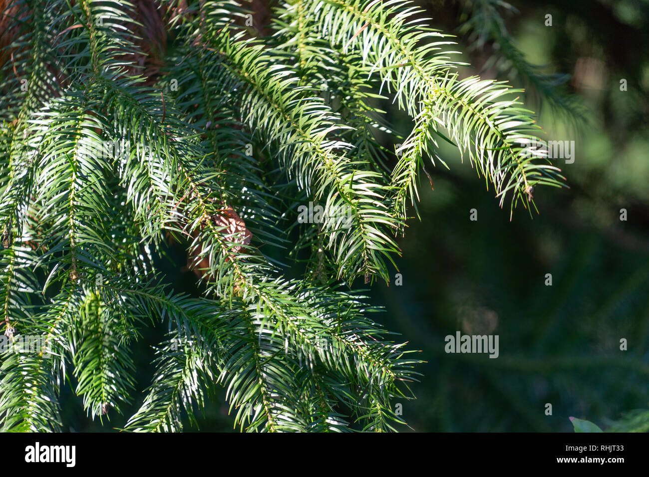 Natural green background with branches of the redwoods Stock Photo - Alamy