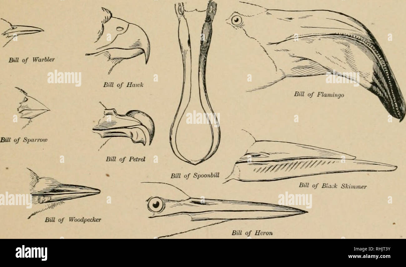 Ck bill hi-res stock photography and images - Alamy