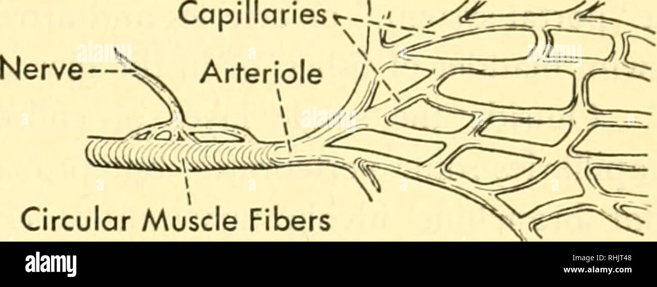 Anastomosing river hi-res stock photography and images - Alamy
