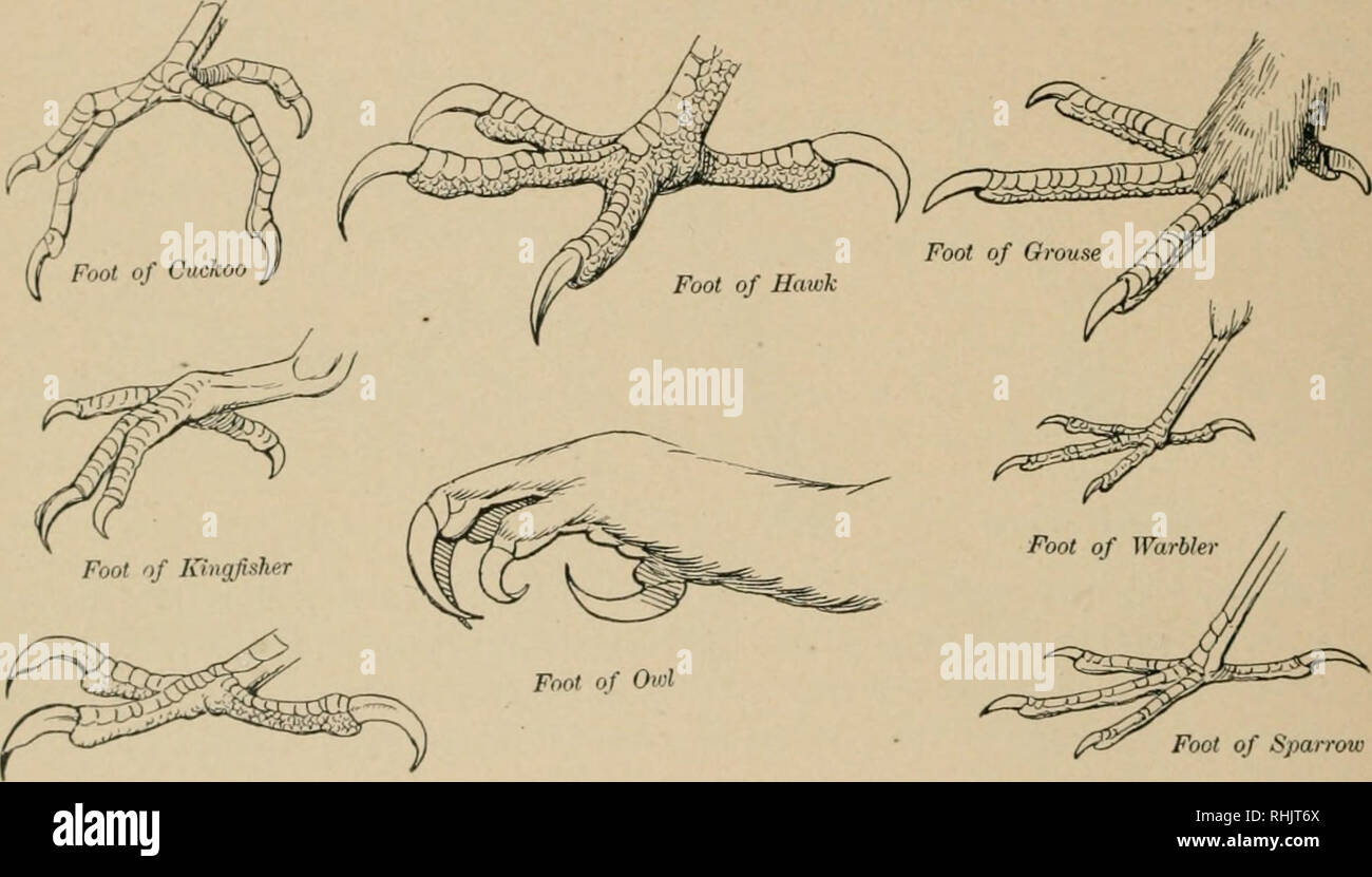 Webbed feet forward hi-res stock photography and images - Alamy