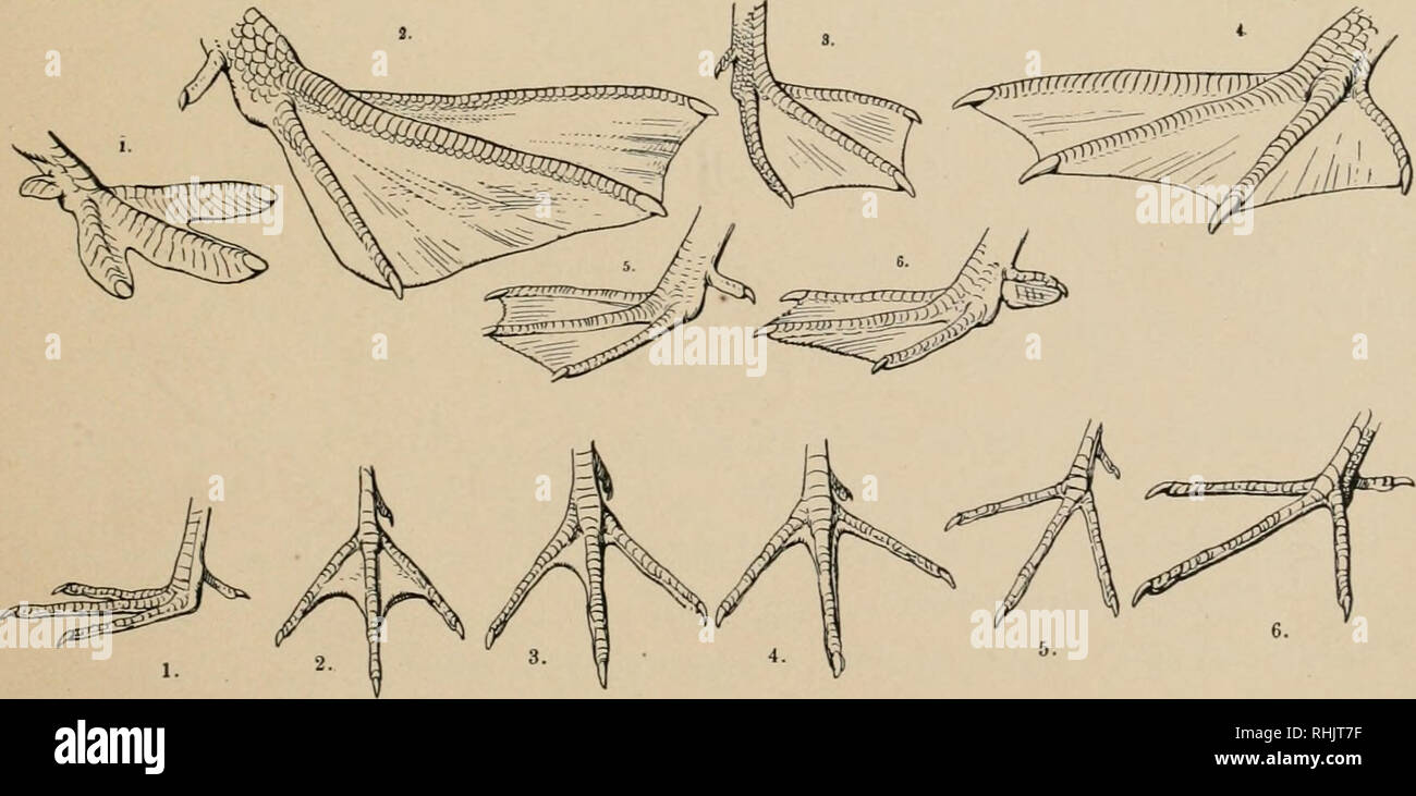 . The birds of eastern North America known to occur east of the ...