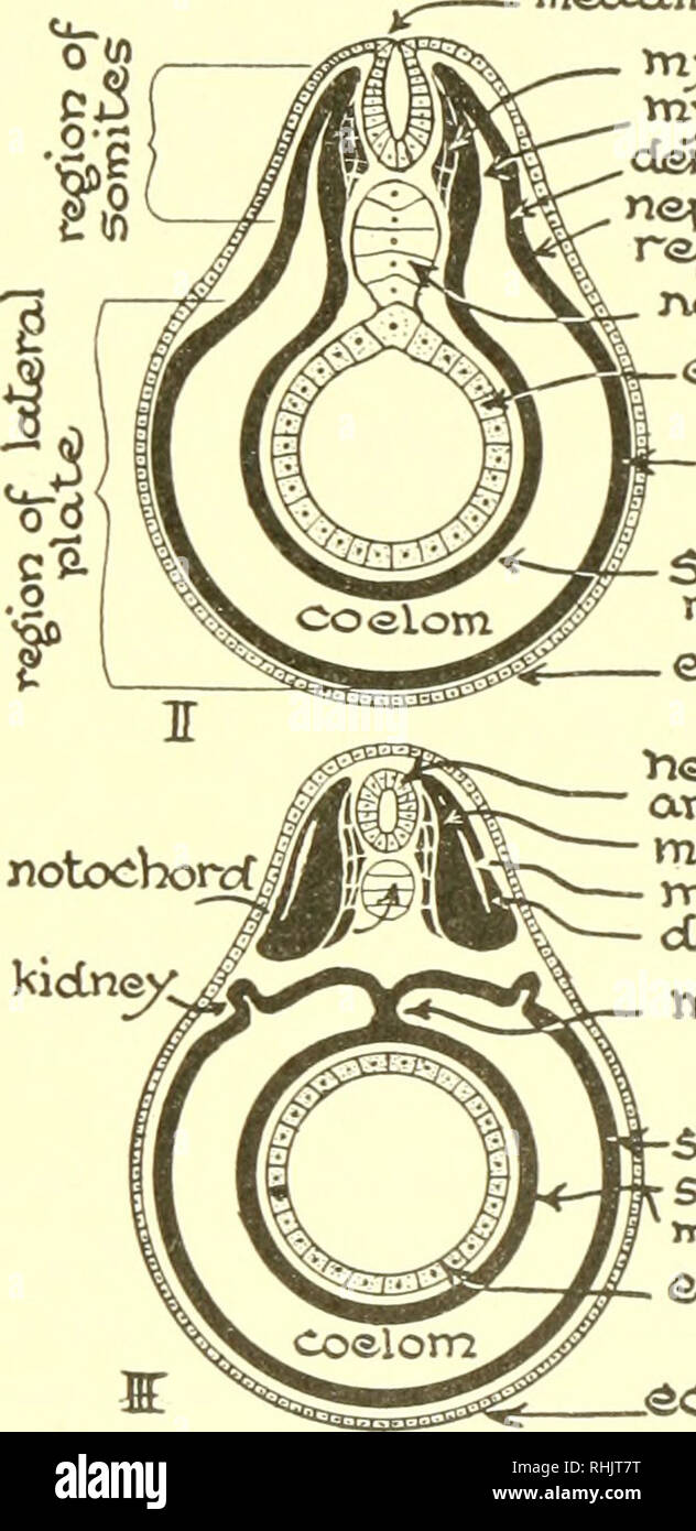Dermatome hi-res stock photography and images - Alamy