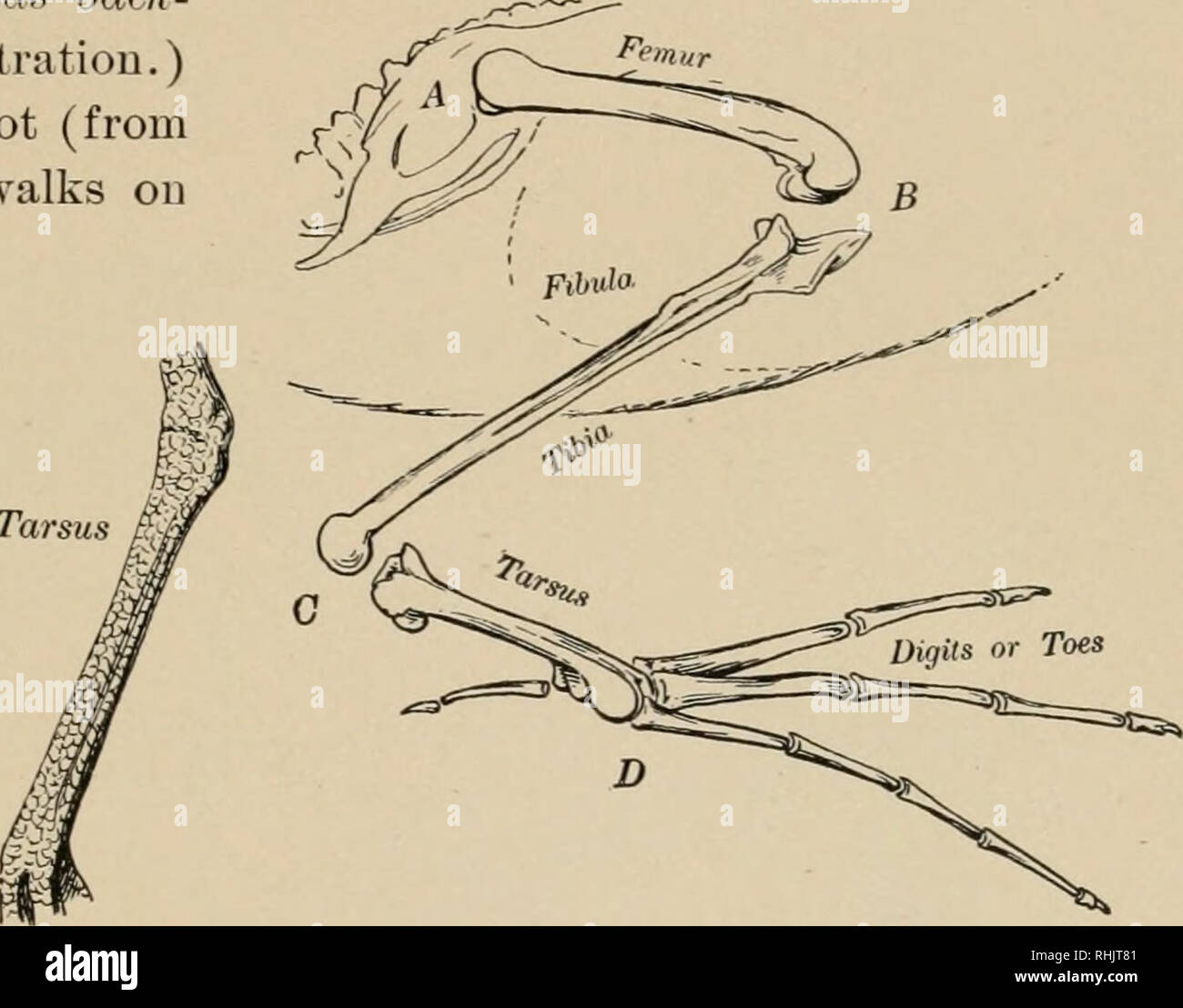 Booted Feet High Resolution Stock Photography and Images - Alamy