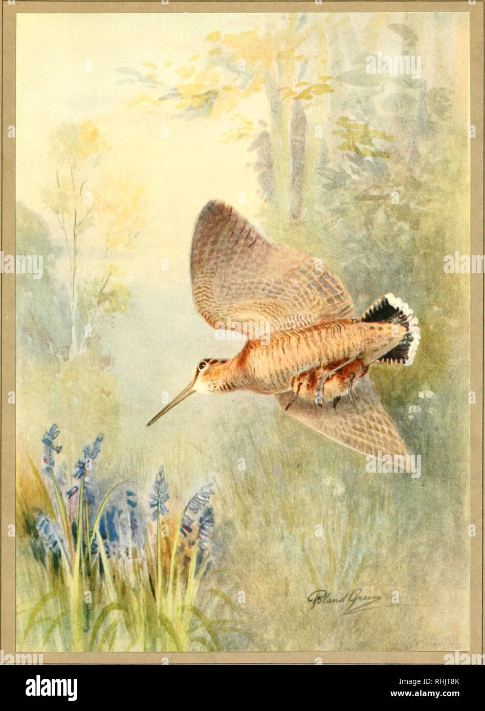 Woodcock in flight hi-res stock photography and images - Alamy