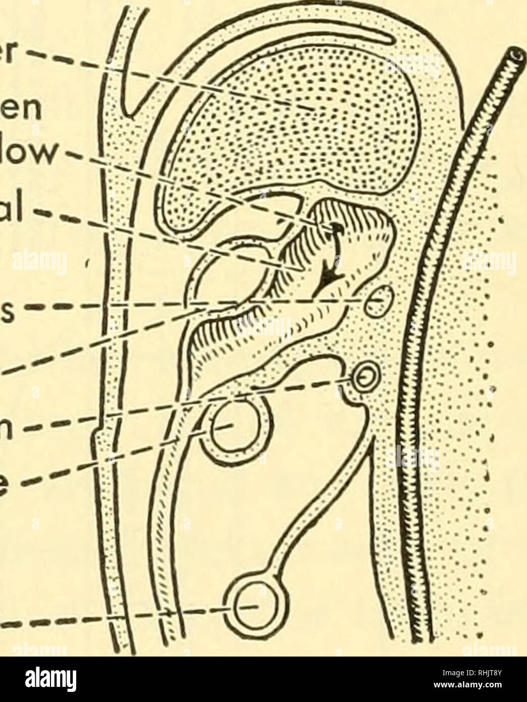 . Biology of the vertebrates : a comparative study of man and his ...