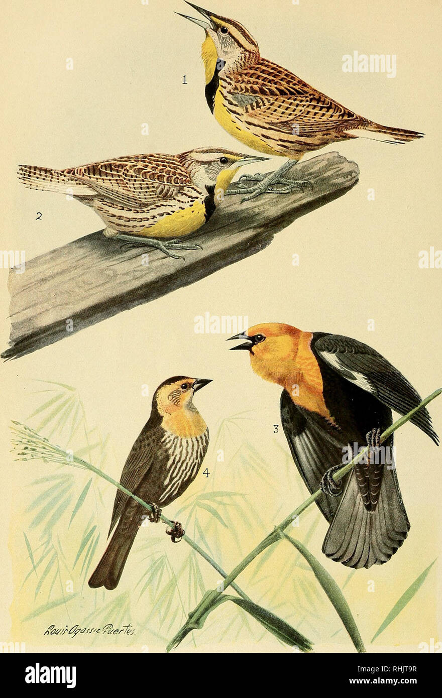 Western meadowlark male hi-res stock photography and images - Alamy