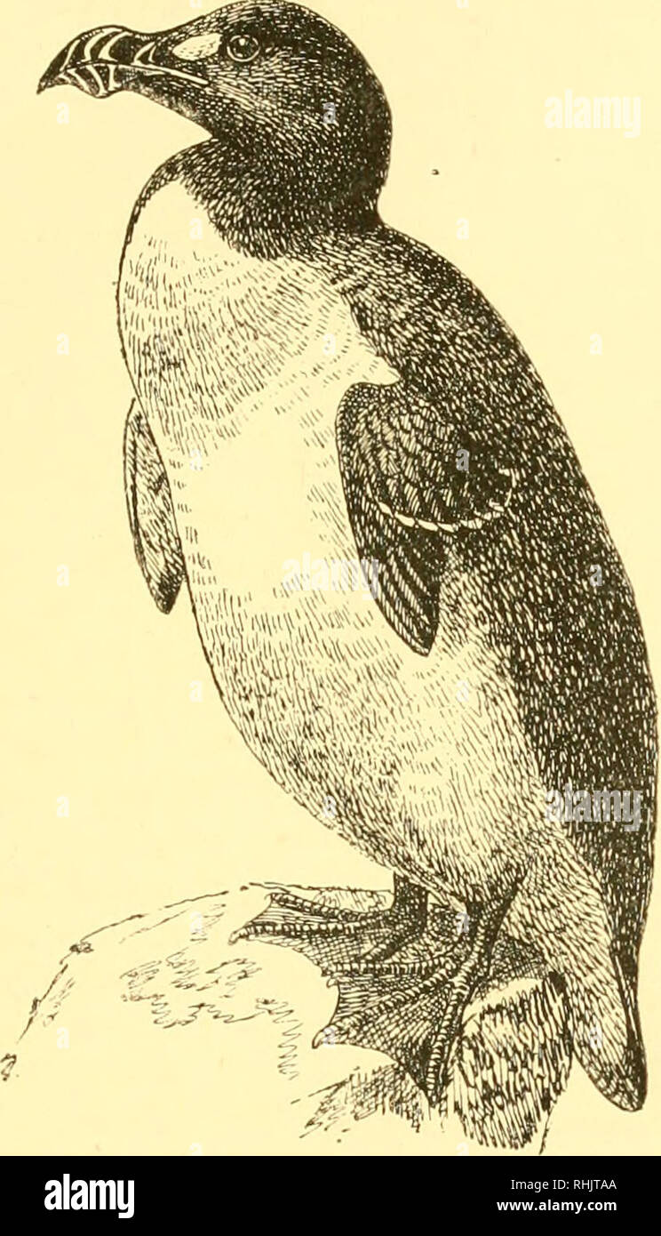 . Birds: the elements of ornithology ; with 174 illustrations whereof ...