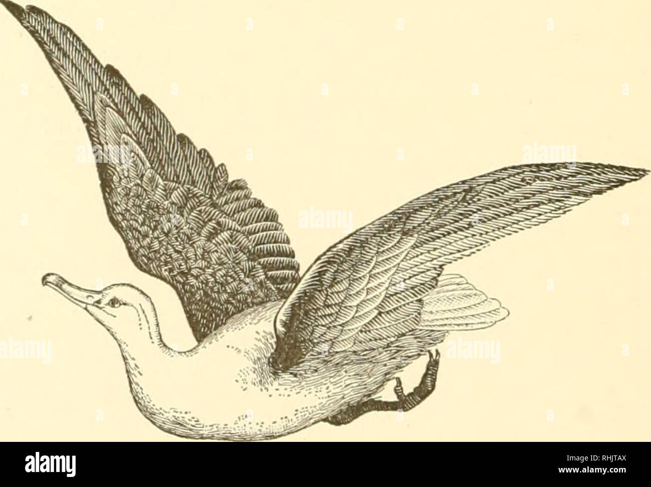 Marion island birds hi-res stock photography and images - Alamy