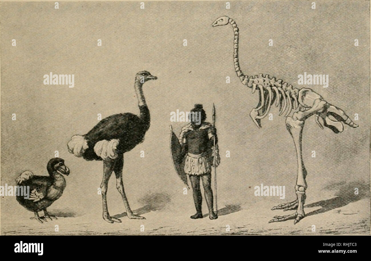 . The birds of eastern North America known to occur east of the ...