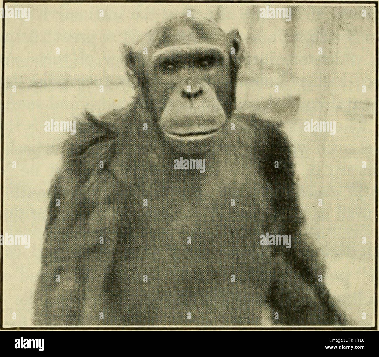 Kohler apes hi-res stock photography and images - Alamy