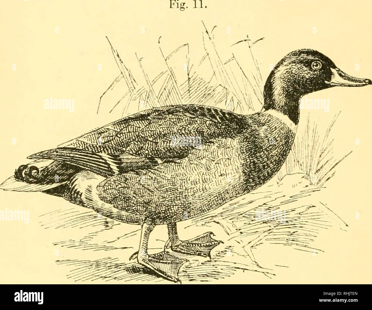 Samoan tooth billed pigeon hi-res stock photography and images - Alamy