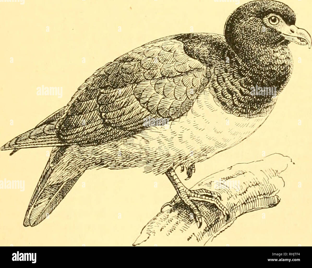 Tooth billed pigeon hi-res stock photography and images - Alamy