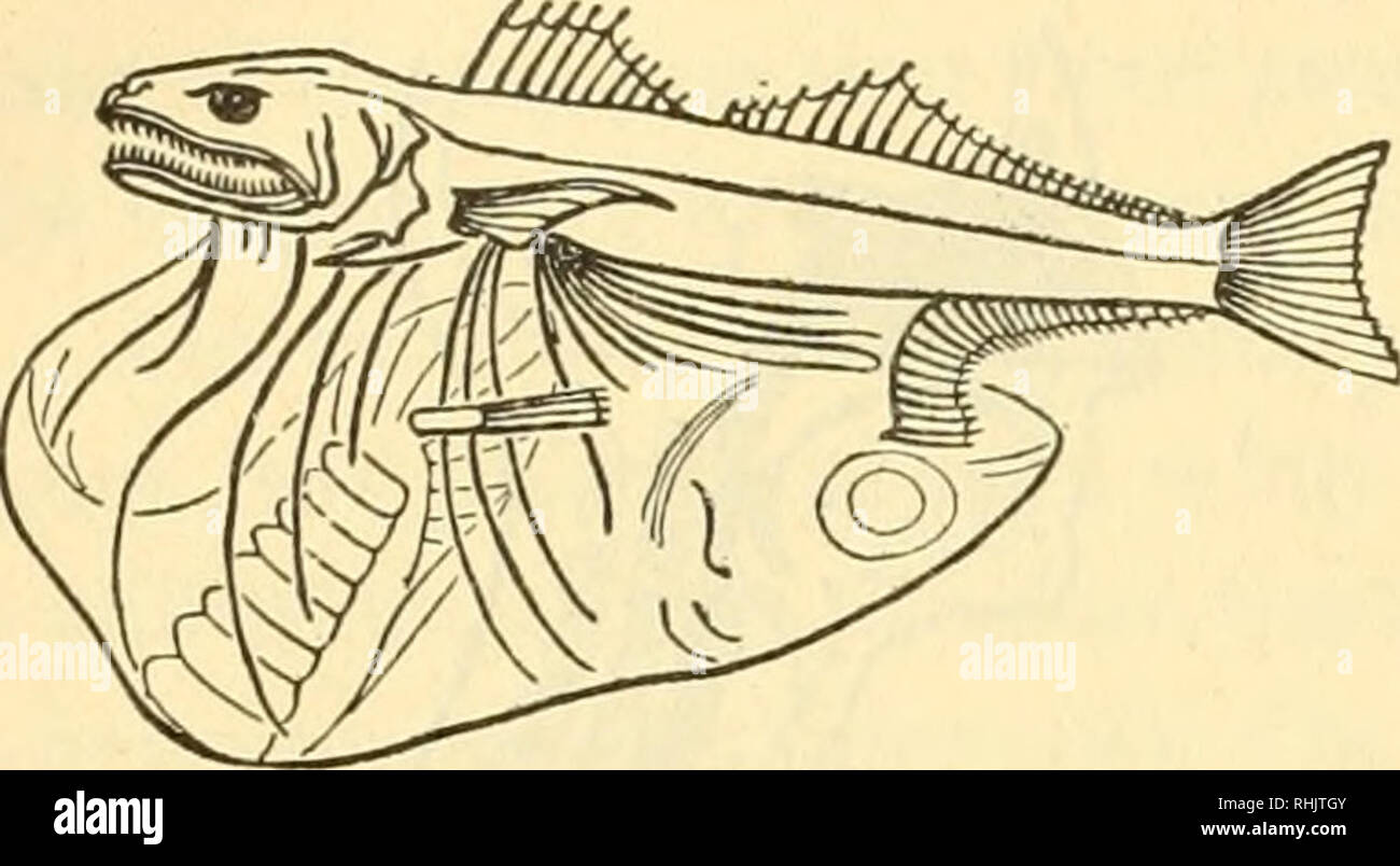 Fish Esophagus Untitled Document