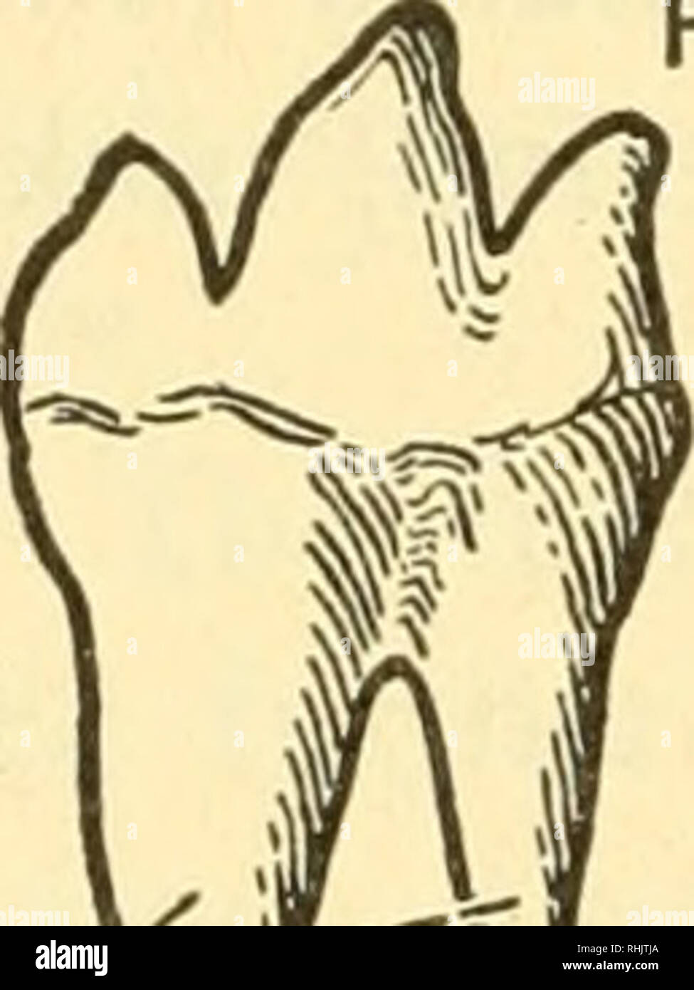 . Biology of the vertebrates : a comparative study of man and his ...