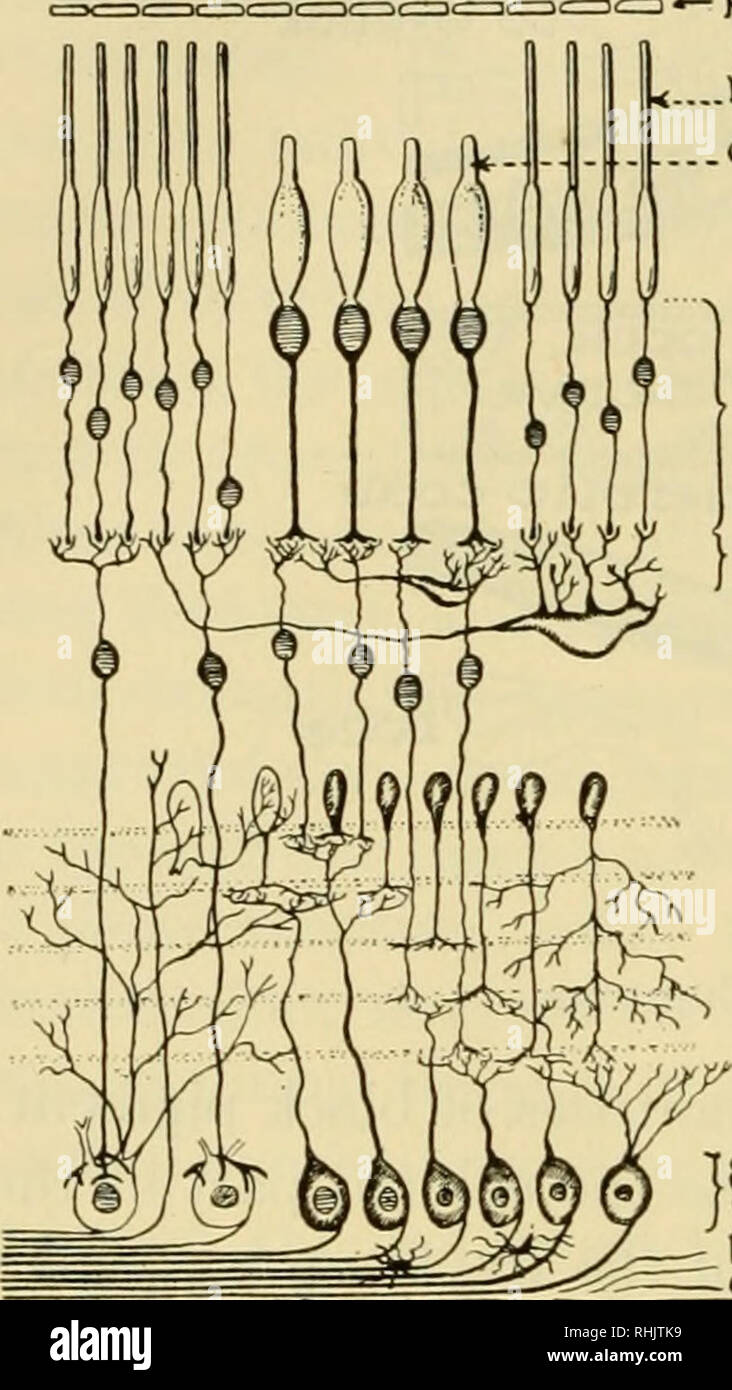 . Biology; the story of living things. 360 THE MAINTENANCE OF THE ...