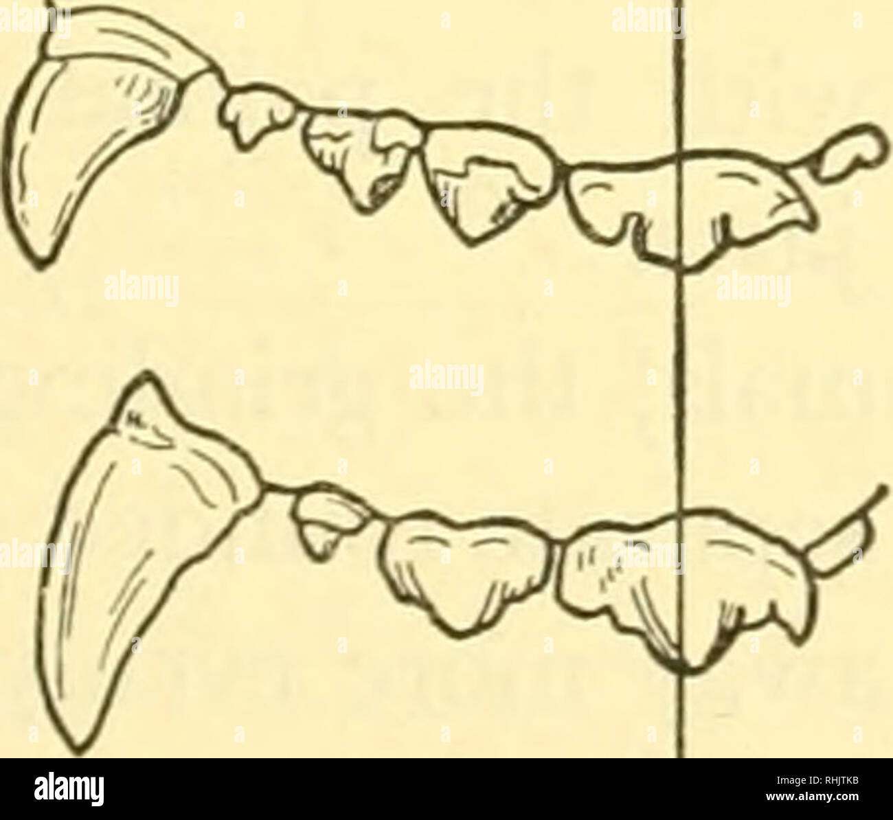 . Biology of the vertebrates : a comparative study of man and his ...