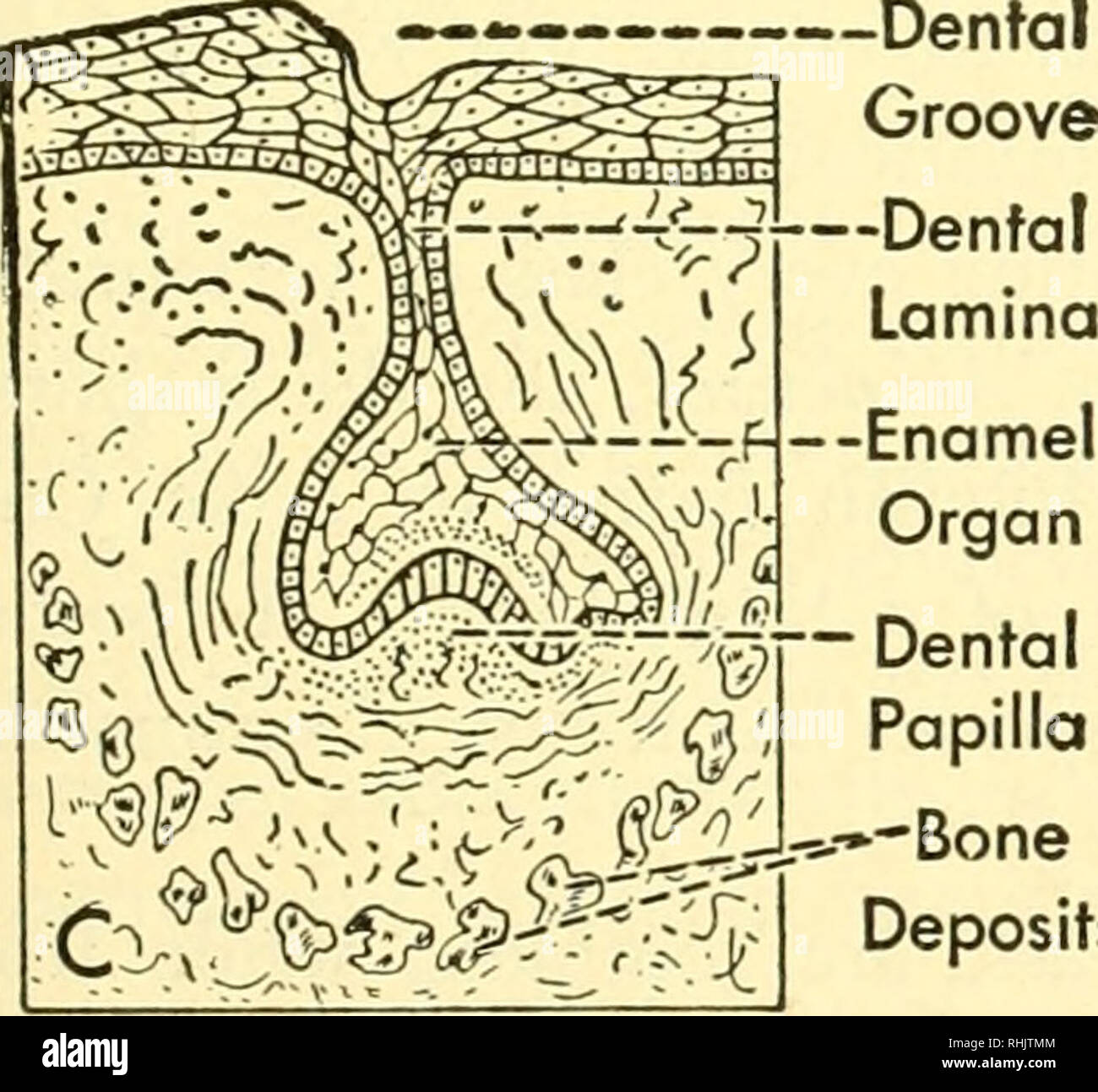 Dental papilla hi-res stock photography and images - Alamy