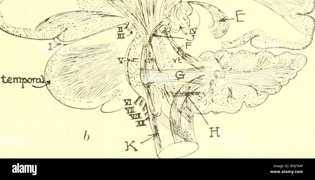 . Biology; the story of living things. . b. Scheme of projection fibers ...