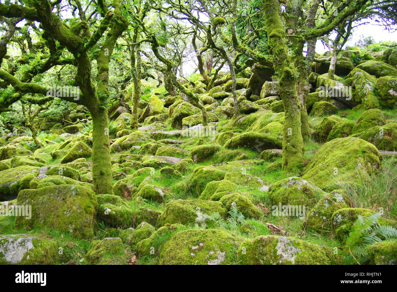 Twisted, Gnarly, Stunted Moss Covered Sessile Oak Trees (Quercus ...