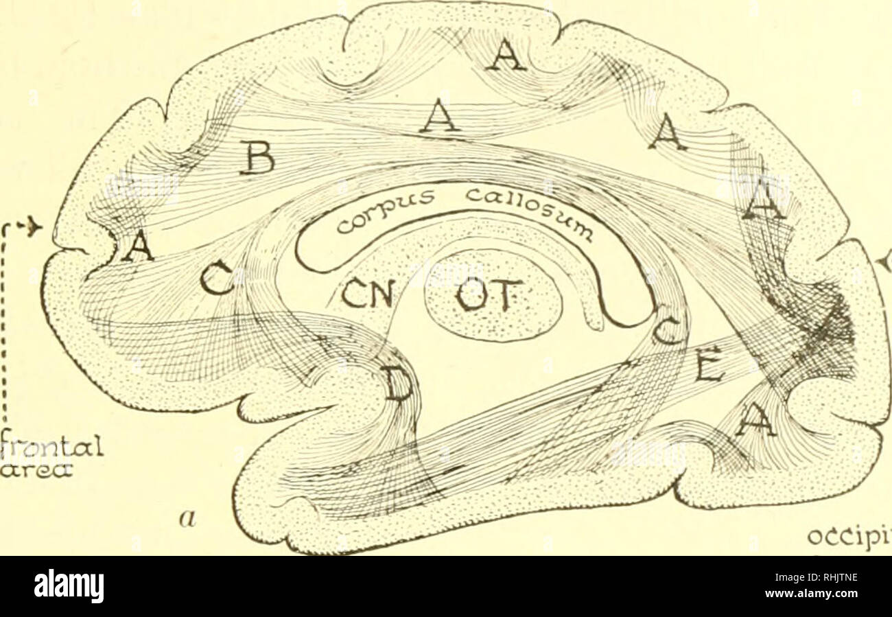 Association Fibers