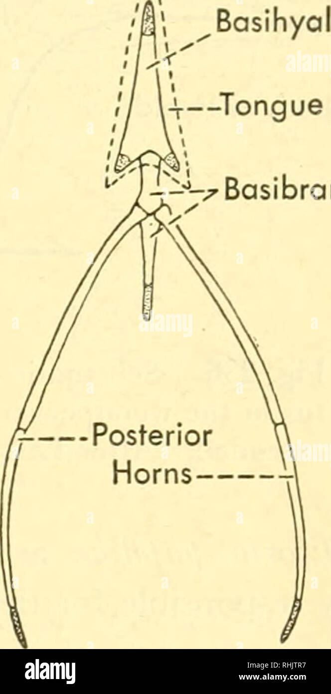 Bony protrusion hi-res stock photography and images - Alamy