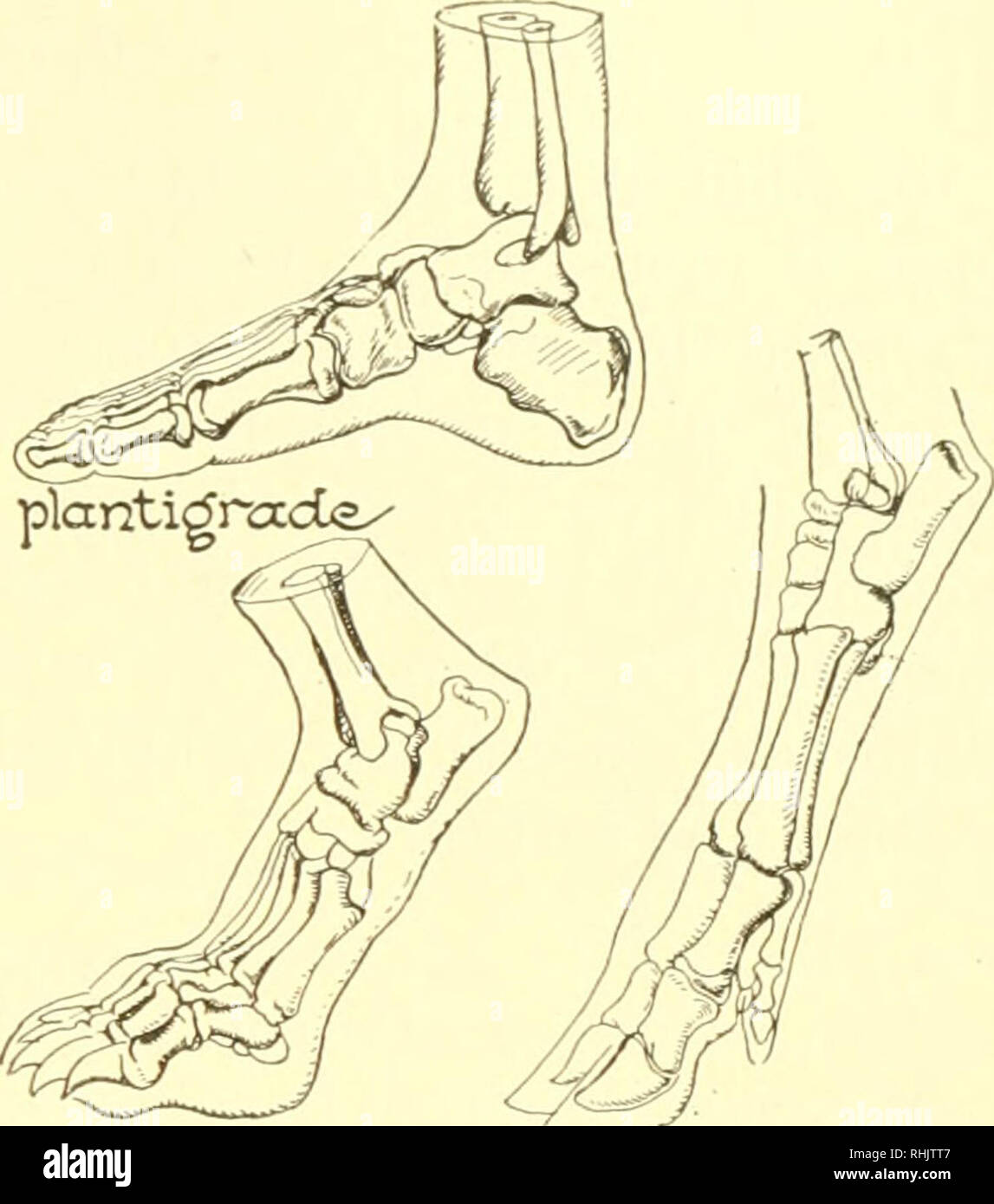 Leg foot adaptations hi-res stock photography and images - Alamy