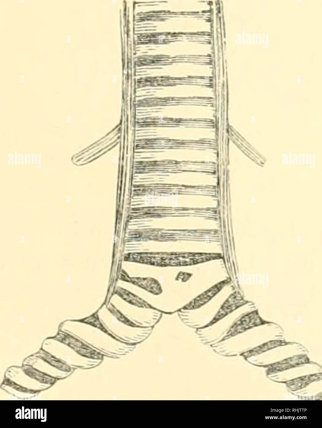 . Birds. Birds. PASSERES. 11 of tlie essential features oF this organ ...