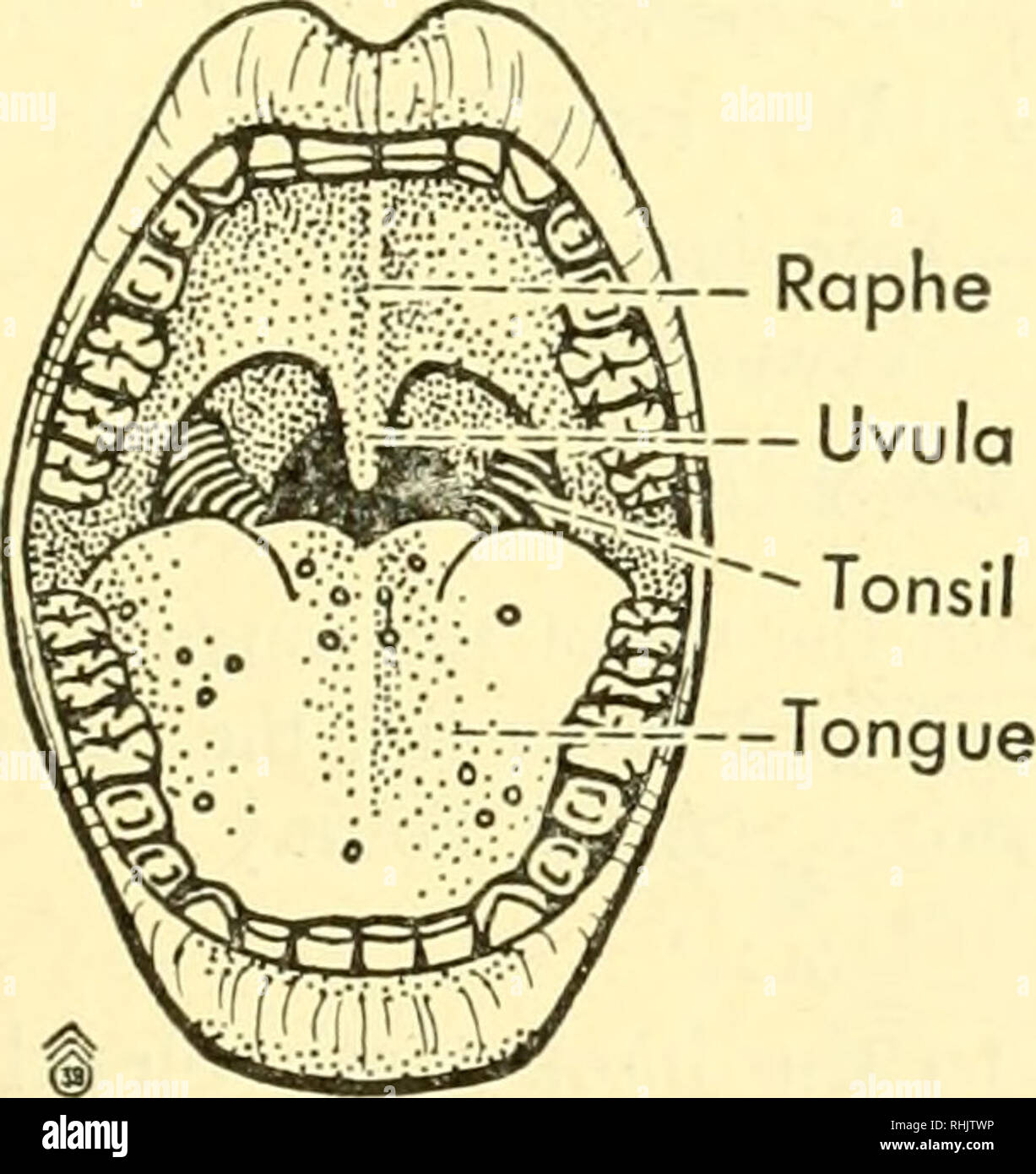 Buccal cavity hi-res stock photography and images - Alamy