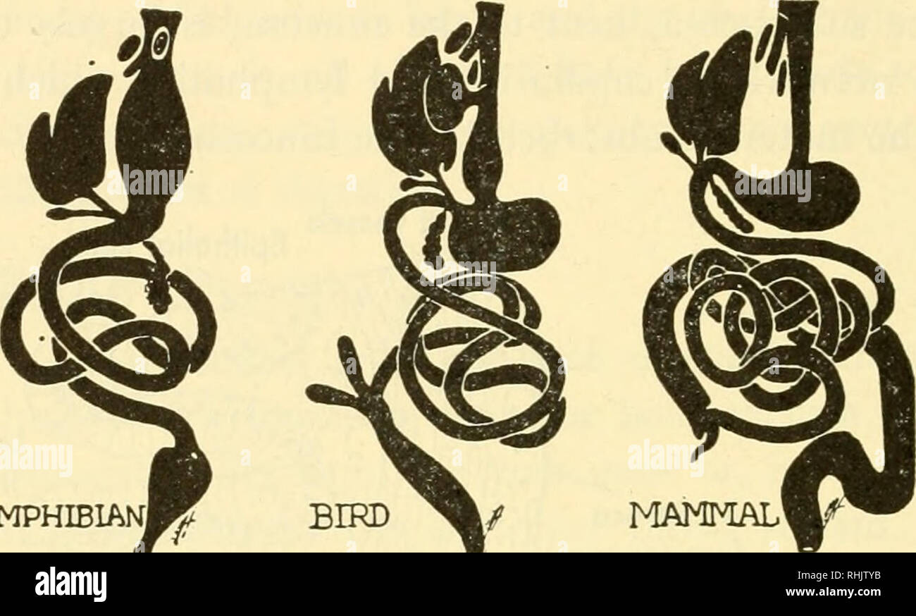 . Biology of the vertebrates : a comparative study of man and his ...